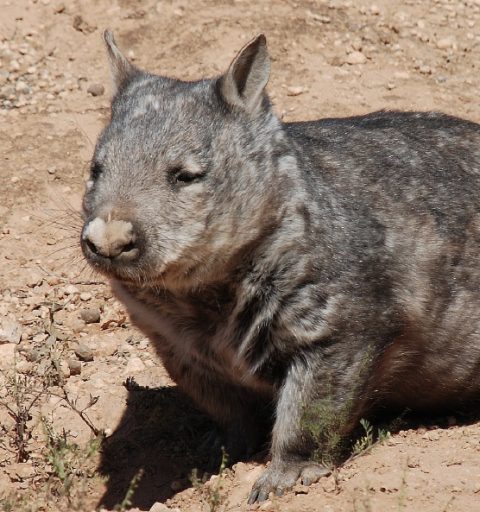 Wombat study estimating populations - Wombats SA