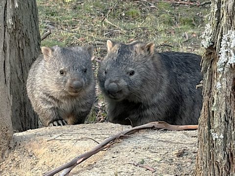 Australian Wombat Distribution with maps and detailed explanation ...