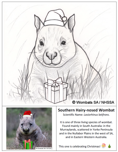 Christmas colouring in Set - wombats & a kangaroo line art & photo ...