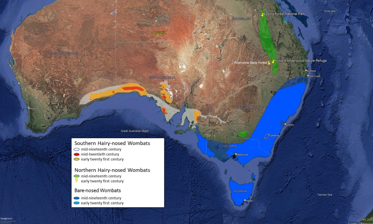 Australian Wombat Distribution with maps and detailed explanation ...